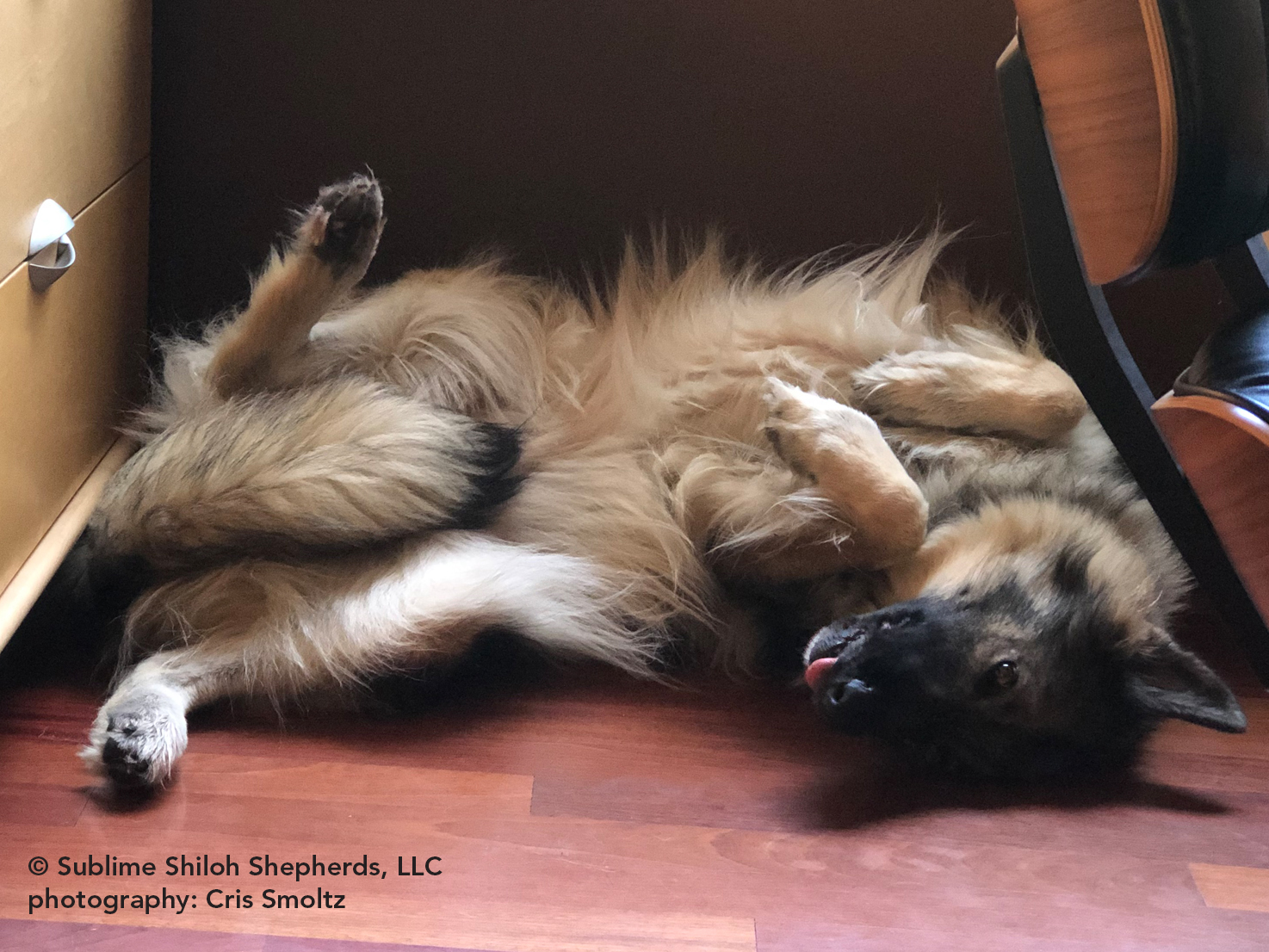 HOME | Shiloh Shepherds