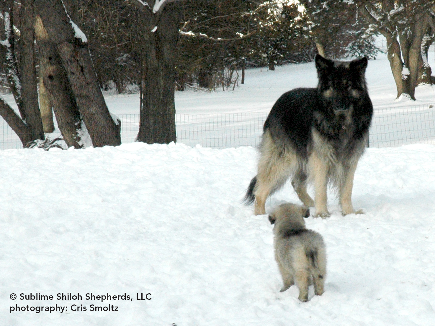 HOME | Shiloh Shepherds