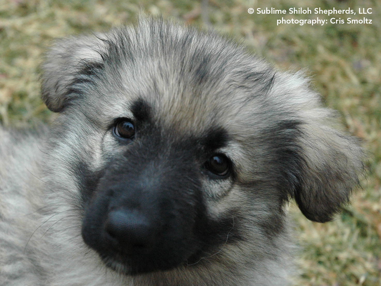 HOME | Shiloh Shepherds