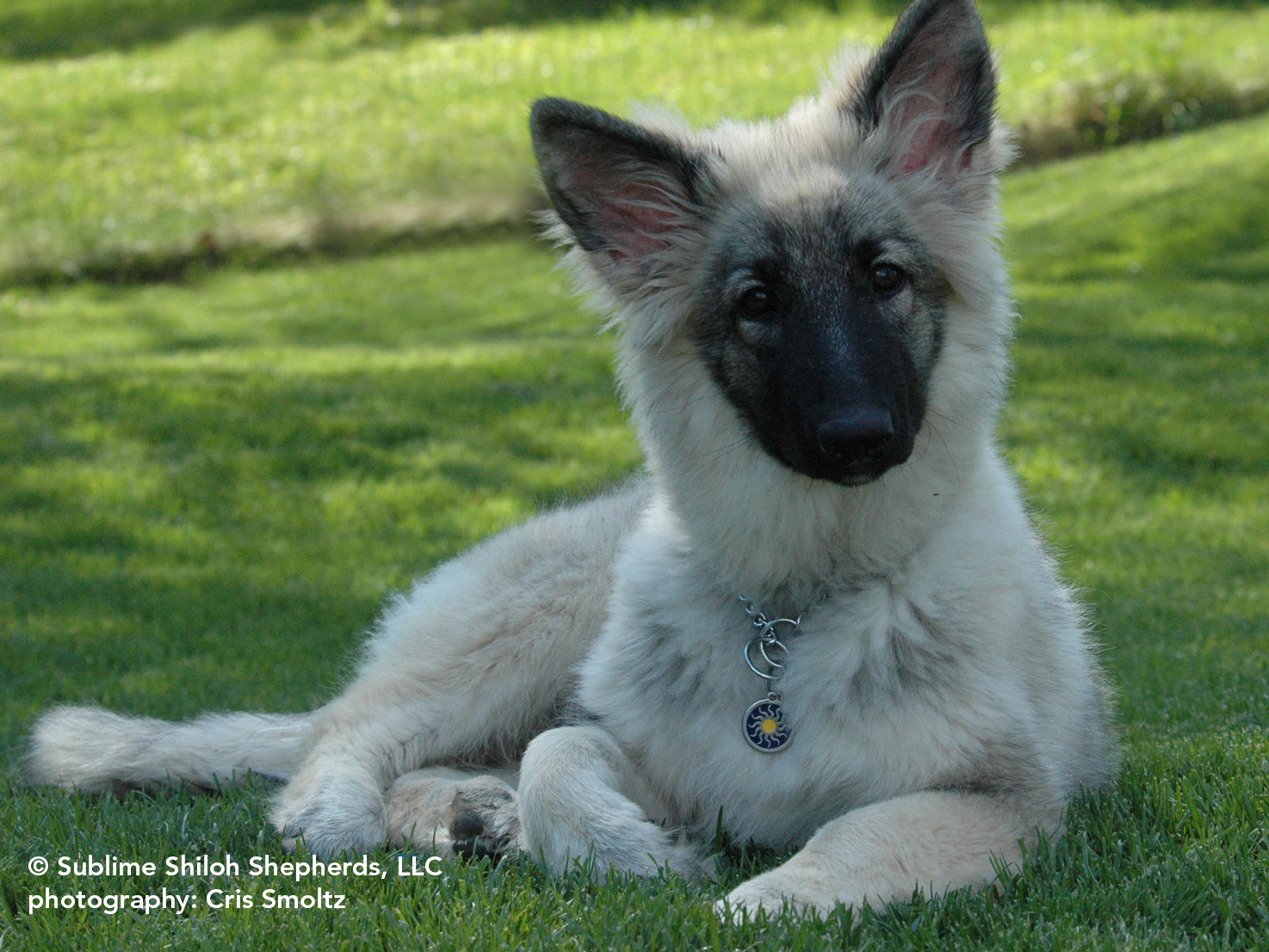 HOME | Shiloh Shepherds