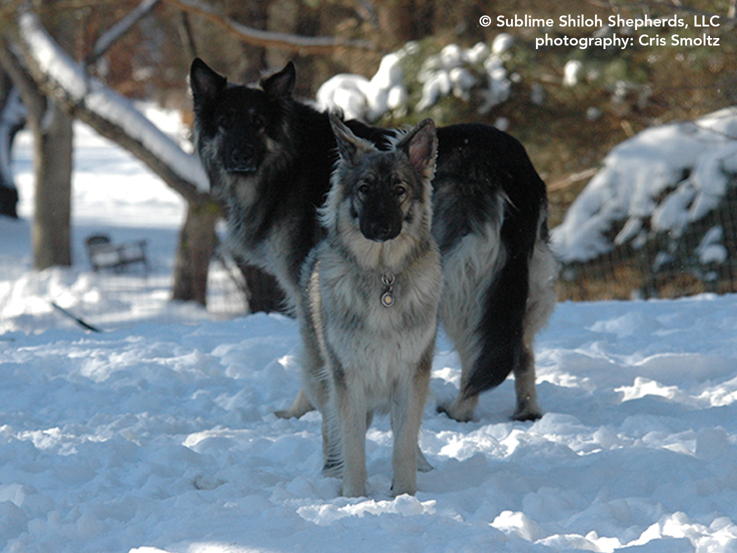 HOME | Shiloh Shepherds