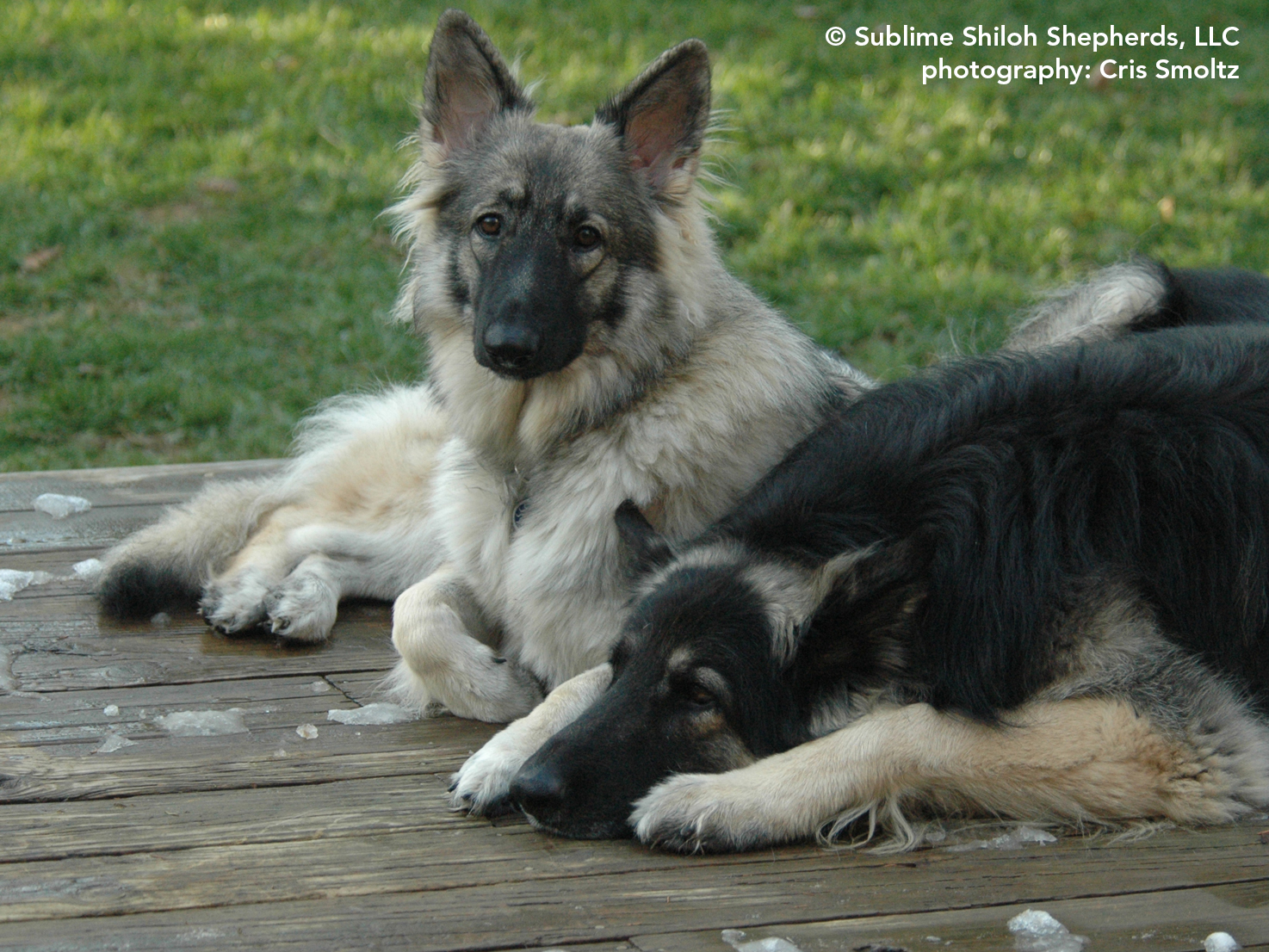 HOME | Shiloh Shepherds