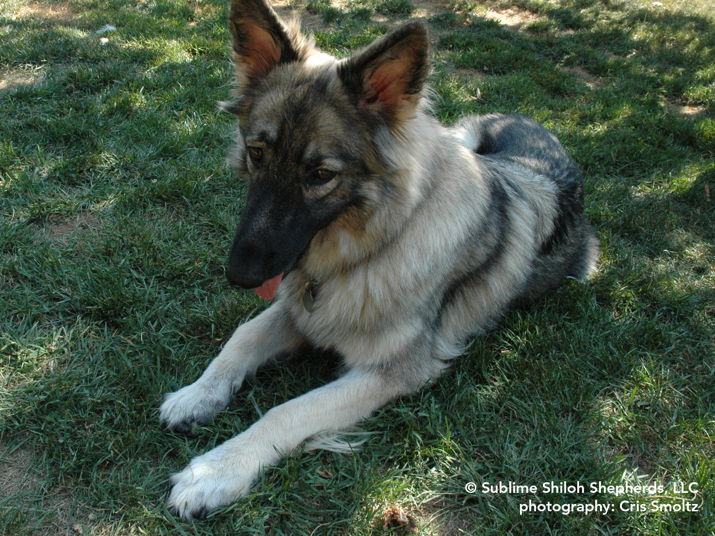 HOME | Shiloh Shepherds