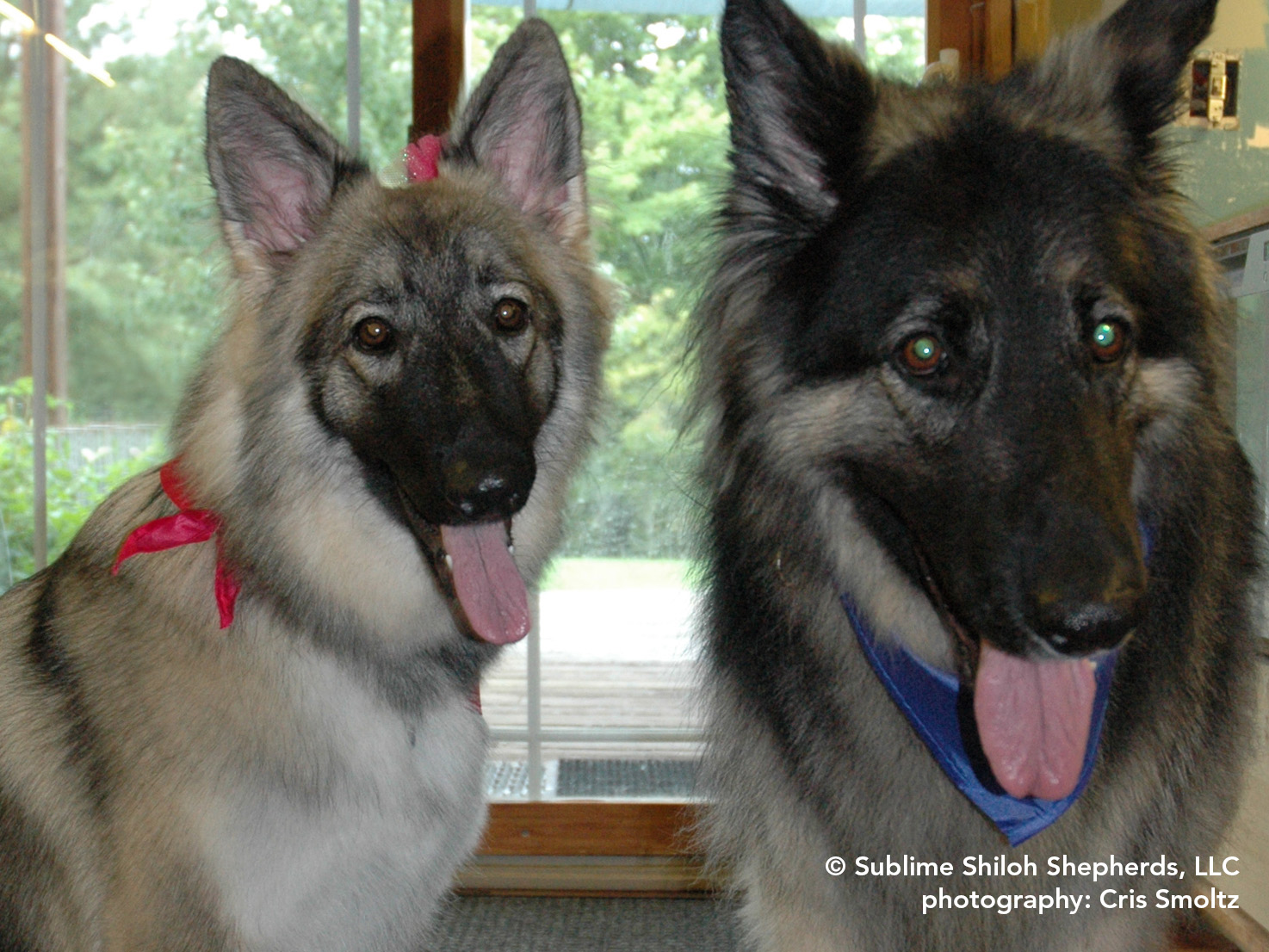 HOME | Shiloh Shepherds