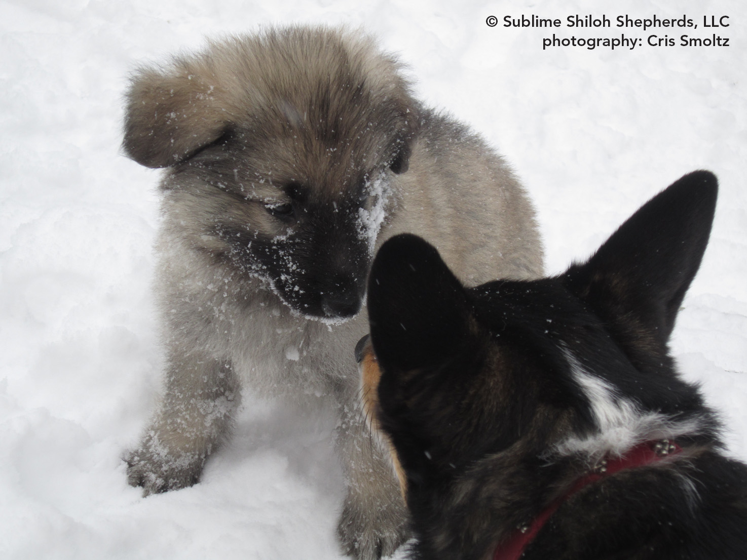 HOME | Shiloh Shepherds