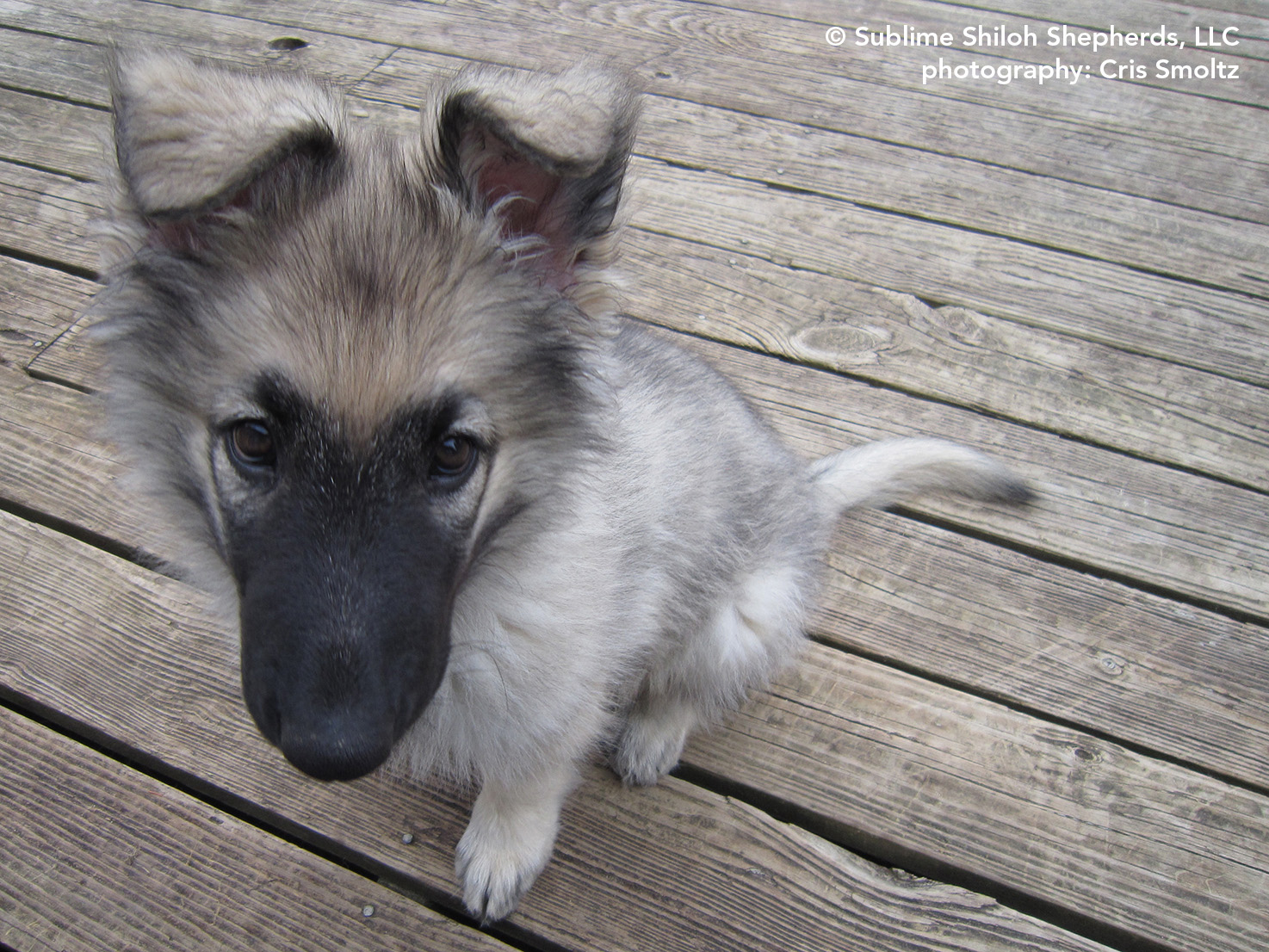 HOME | Shiloh Shepherds