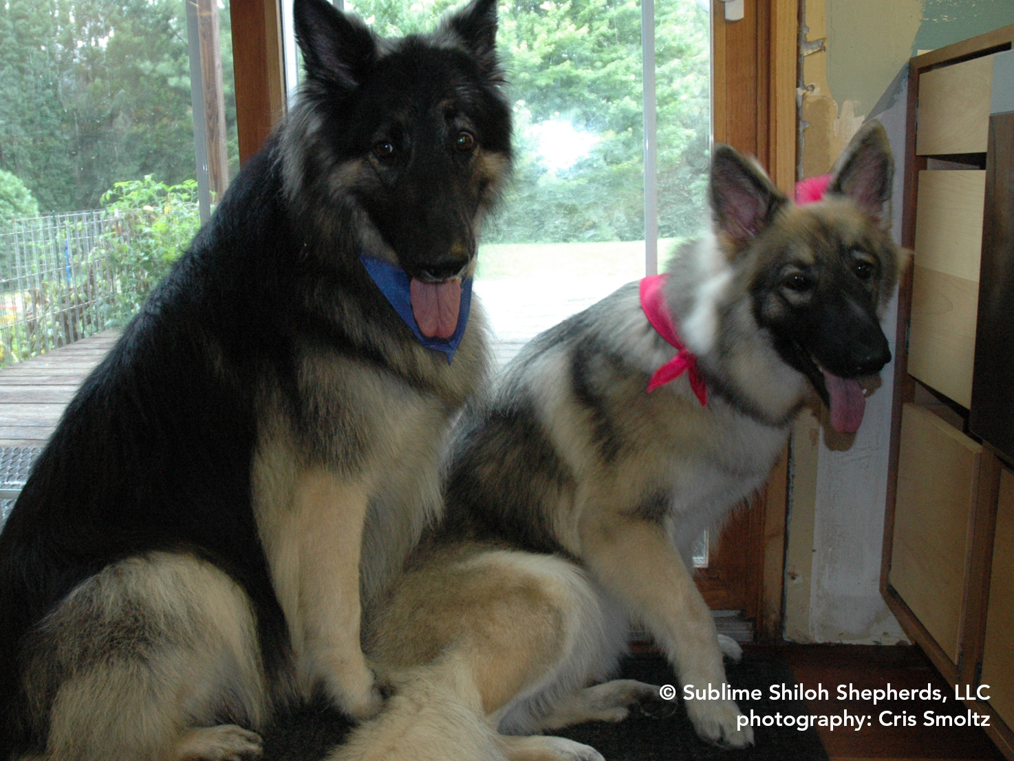 HOME | Shiloh Shepherds