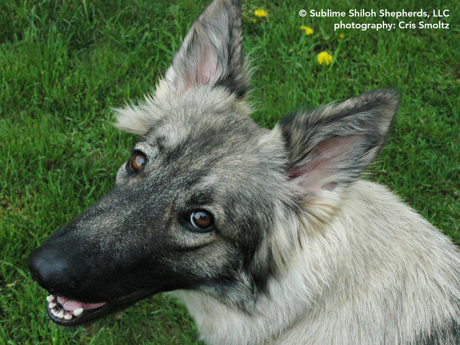 HOME | Shiloh Shepherds