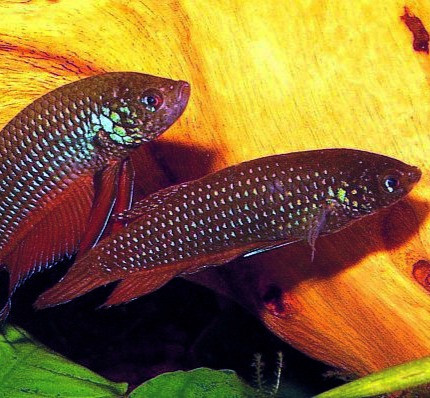 Class 33 - All Other Betta Species | KeystoneClash