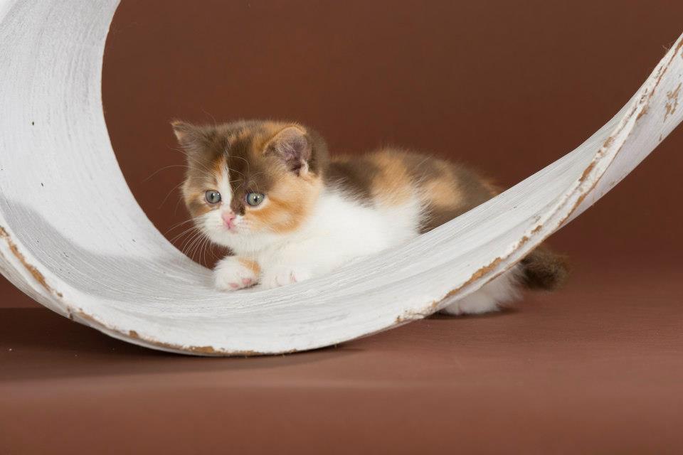 Kittengalerie/kitten gallery | crystalflamesbkhs