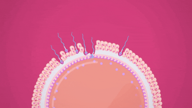 OBS & GYNAE | Nims Hospital