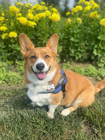 Corgis | Willow Welsh Corgis And Gypsy Vanners | Millarville