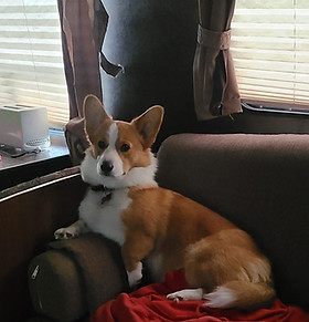Corgis | Willow Welsh Corgis And Gypsy Vanners | Millarville
