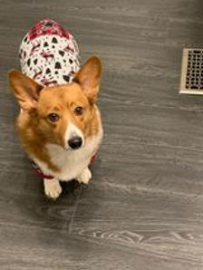 Corgis | Willow Welsh Corgis And Gypsy Vanners | Millarville