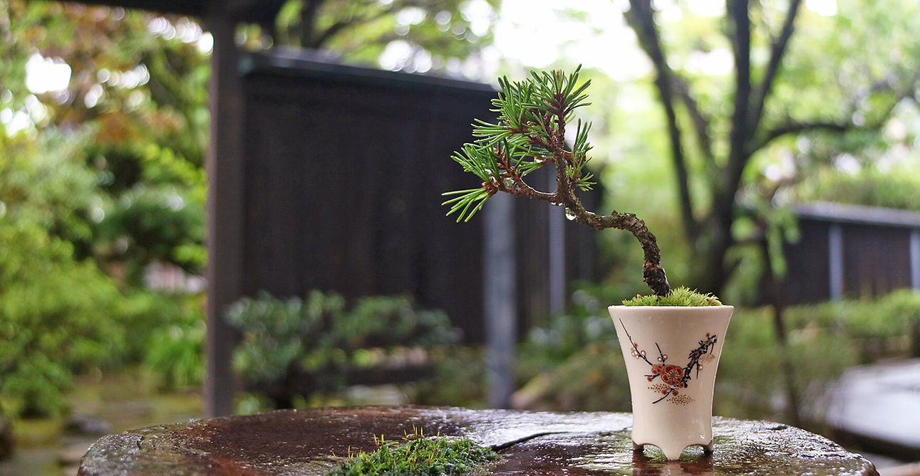 POTS | BONSAI soboku