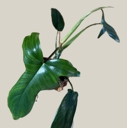 Philodendron Pedatum Glad Hands | 12cm Pot, 25–35cm