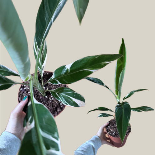 Buy Musa Florida Variegata - 17cm / 100-130cm Online