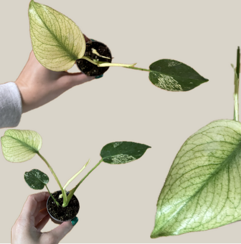 Monstera deliciosa 'Albo variegata Mint' - 15cm/30cm | BeardedPlantaholic