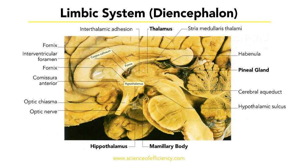 Anatomy and Functions of the Cerebrum