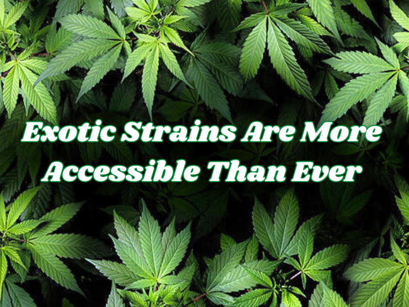 How THCA Is Bringing Rare and Exotic Strains to Every State