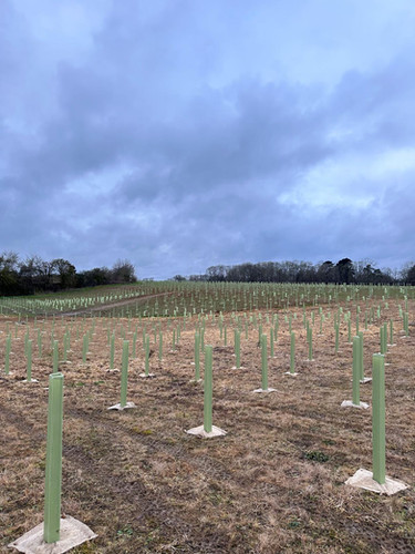 Defender Tree Guards | Oakbank Game and Conservation