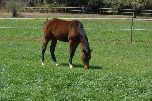 Horse Paddock Grass Seed | Hard-Wearing, Low Sugar Mix | Oakbank