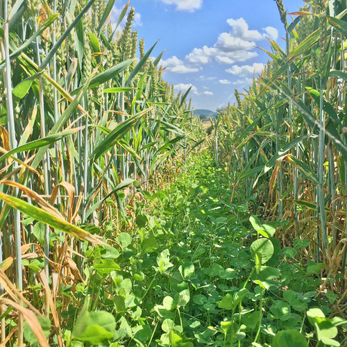 Living Mulch Clover | Oakbank Game and Conservation