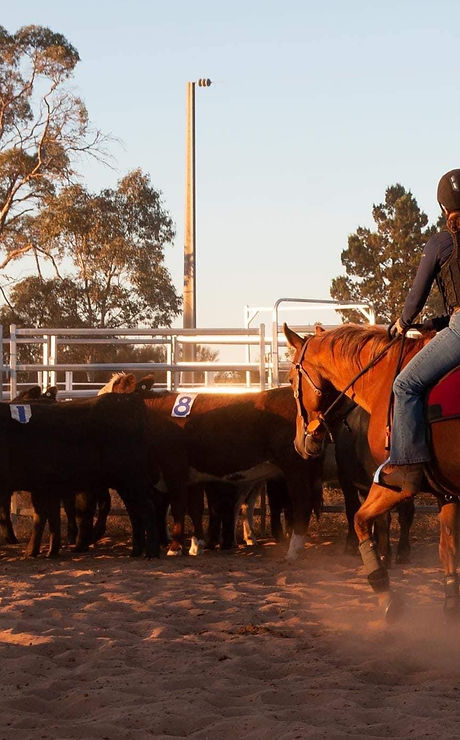 Home | Ranch Sorting South Australia