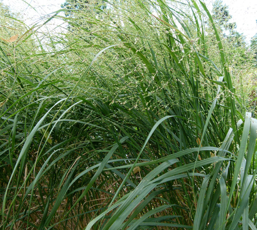 Switch Grass | Habitat Plants