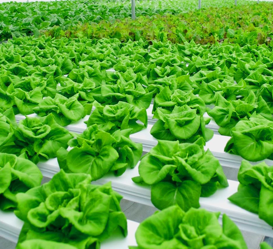 Why Hydro? | Lil Rooster Farms, NC - fresh local lettuce