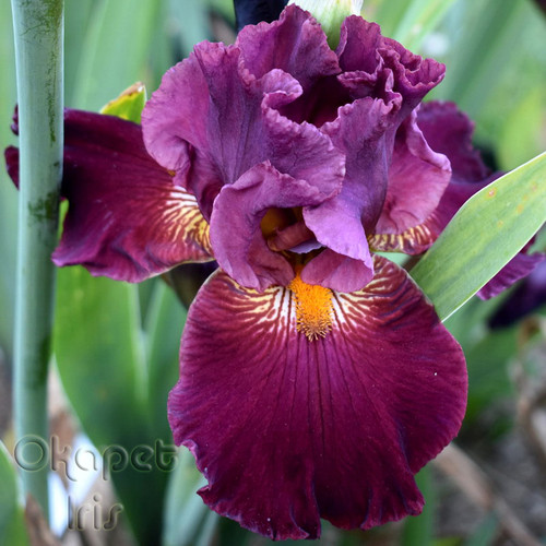 Winnetou | Okapette Iris