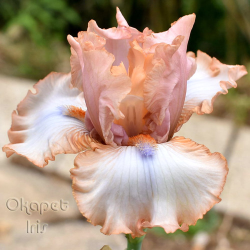 Flirtini | Okapette Iris