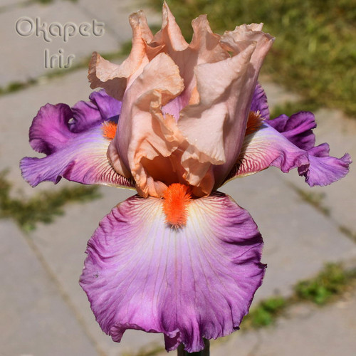 Melrand | Okapette Iris