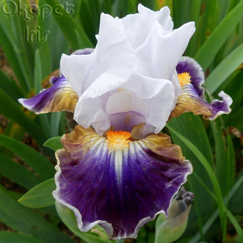 Dazzling | Okapette Iris