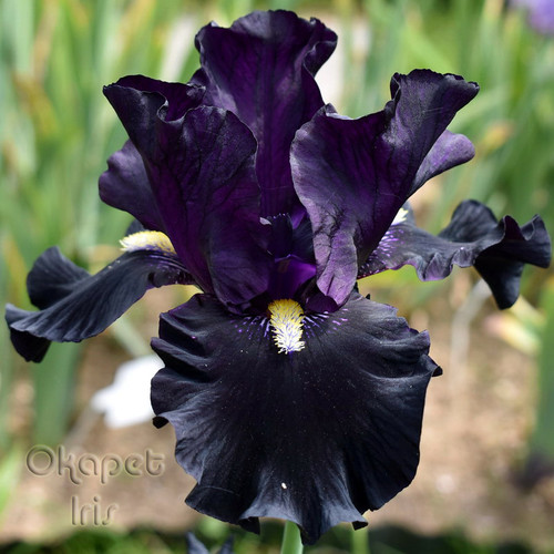 Senor Jinx | Okapette Iris