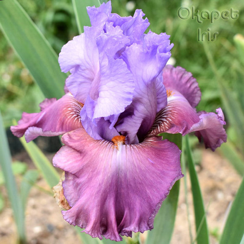 Chasing Destiny | Okapette Iris