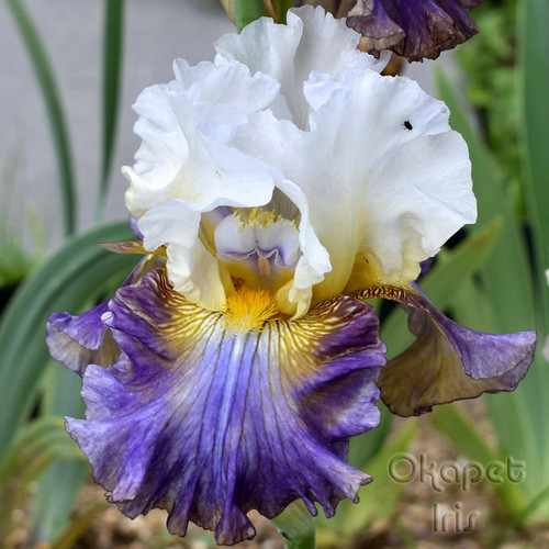 Dangerous Horizon | Okapette Iris