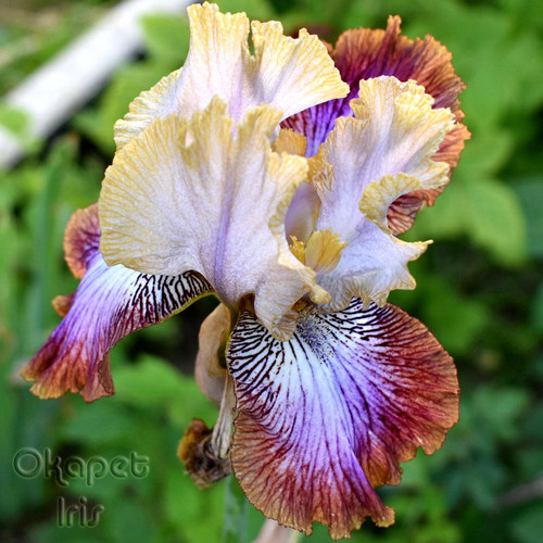 Pashtun Princess | Okapette Iris