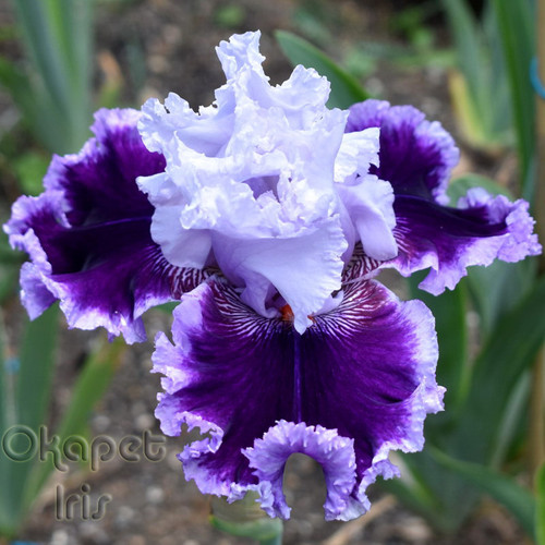 Daring Deception | Okapette Iris