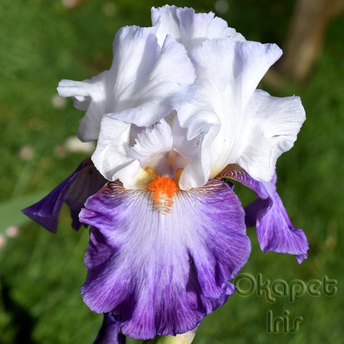 Delicate Essence | Okapette Iris