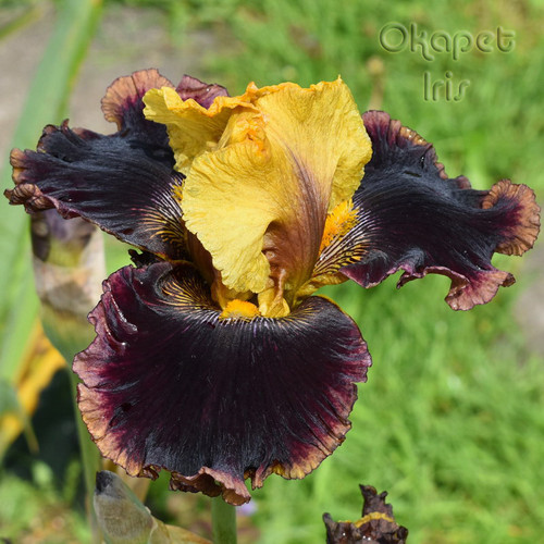 Flashinator | Okapette Iris