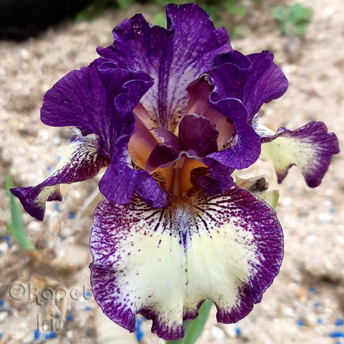 Spiked | Okapette Iris