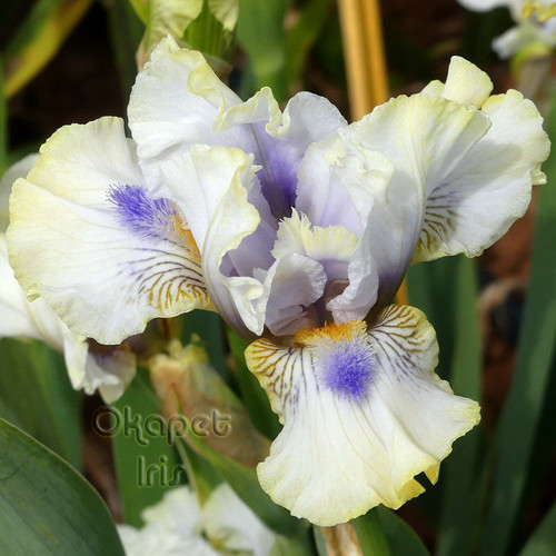 Tickle the Ivories | Okapette Iris