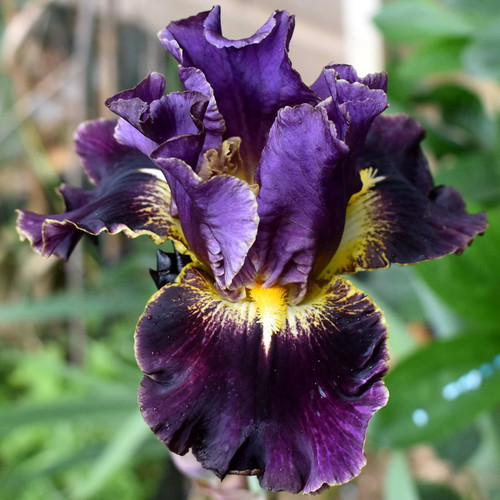 Enlightened | Okapette Iris