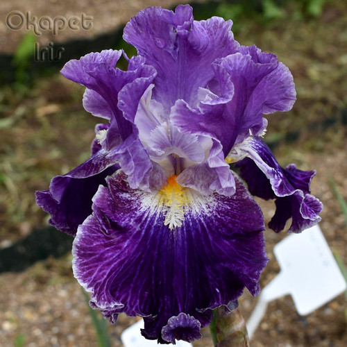 Duplication | Okapette Iris