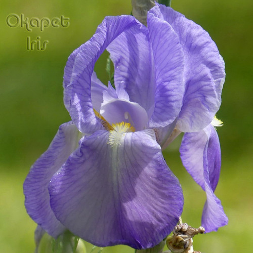 Azur | Okapette Iris