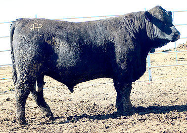 Bulls for Sale | Mysite