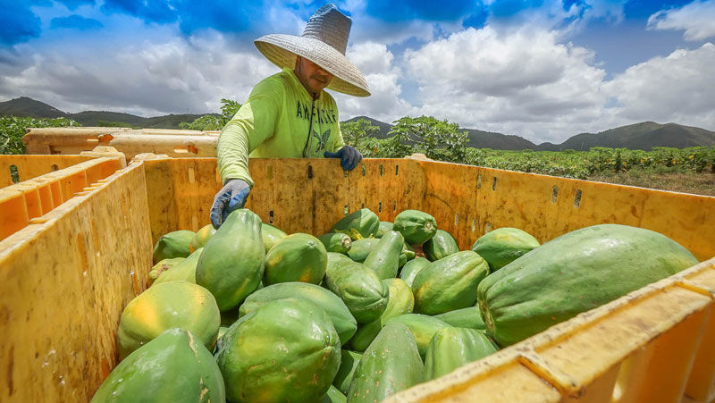 Puerto Rico envía productos frescos a New York