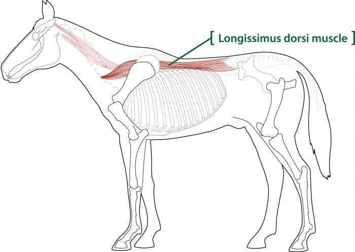 Muscle Monday - Longissimus Dorsi