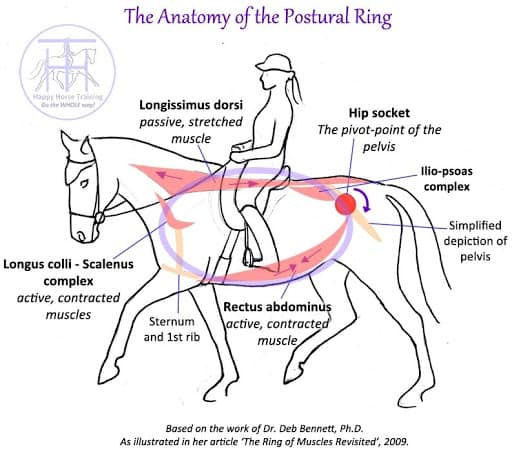 Muscle Monday - Abdominal Obliques